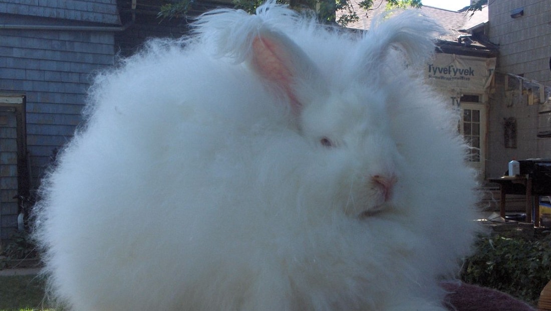 English Angora Rabbit: Care, Breeding, and Ownership - Everbreed