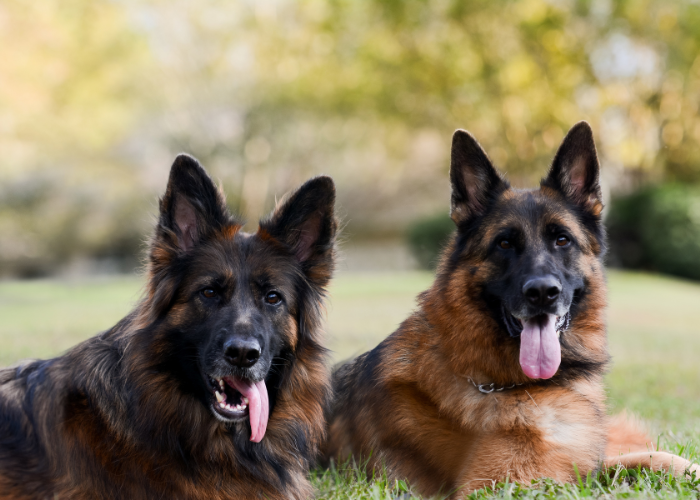 23 Cold Weather Dog Breeds (That Love Snow and Winter!)