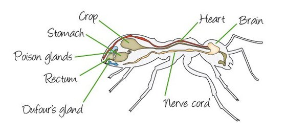 Unraveling Ant Intelligence: Do Ants Possess Brains?