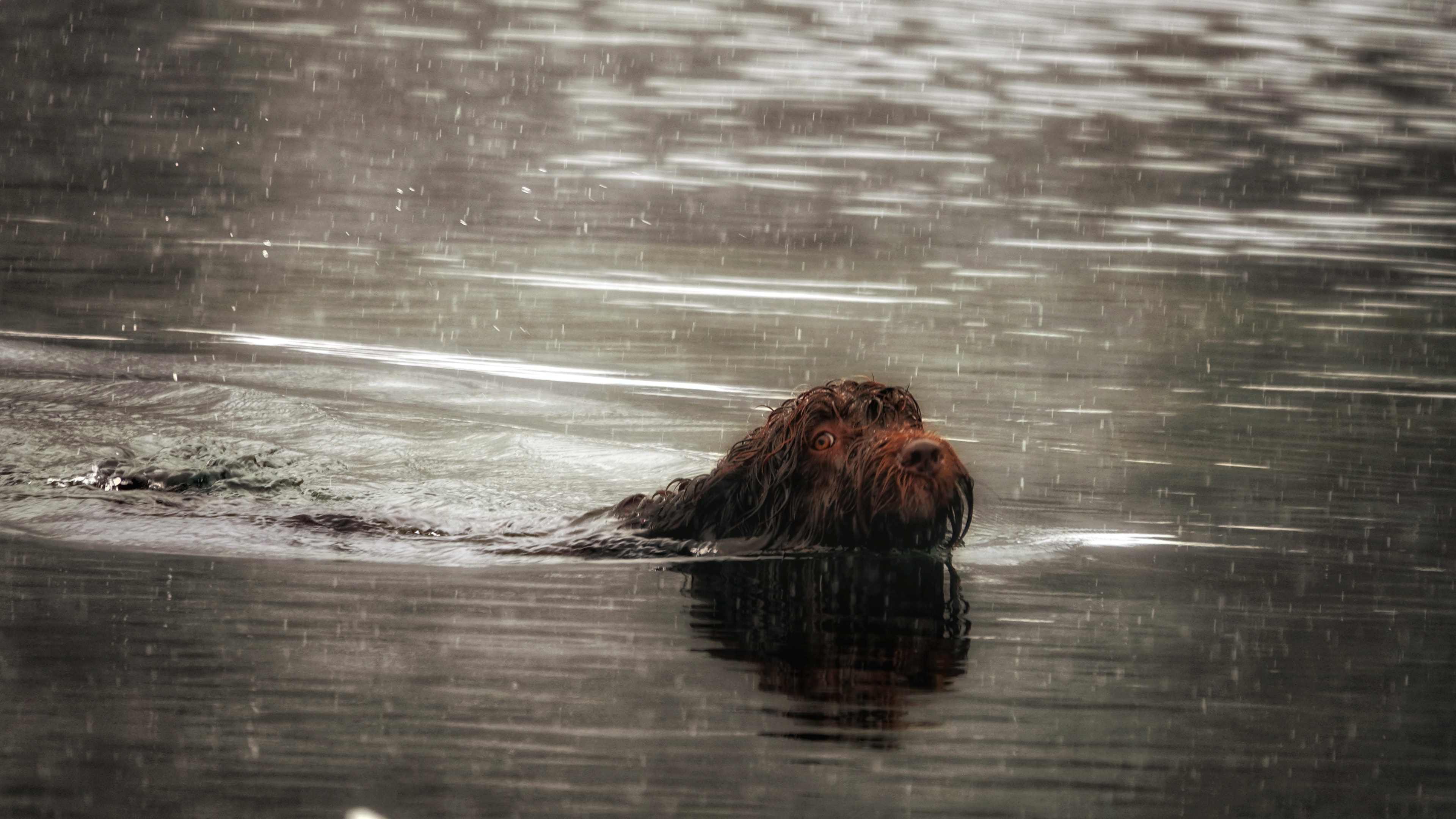 Pudelpointer - FurLyfe!