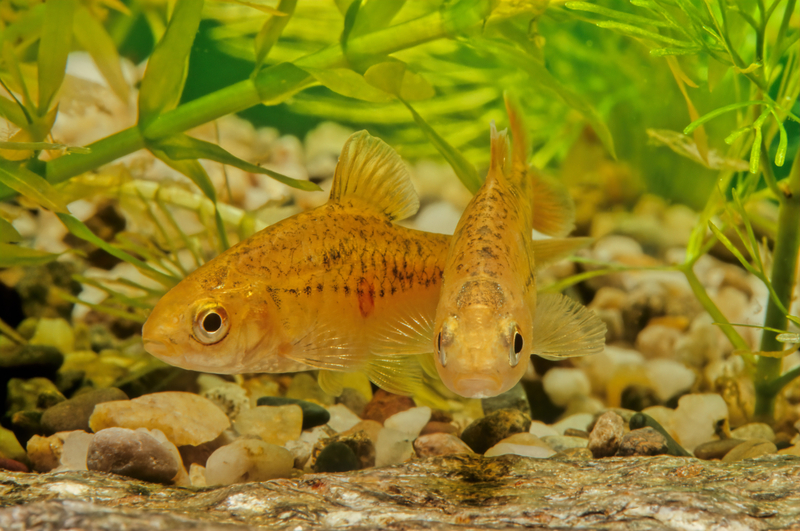 Best Fish For A 10 Gallon Tall Tank at Michael Danforth blog