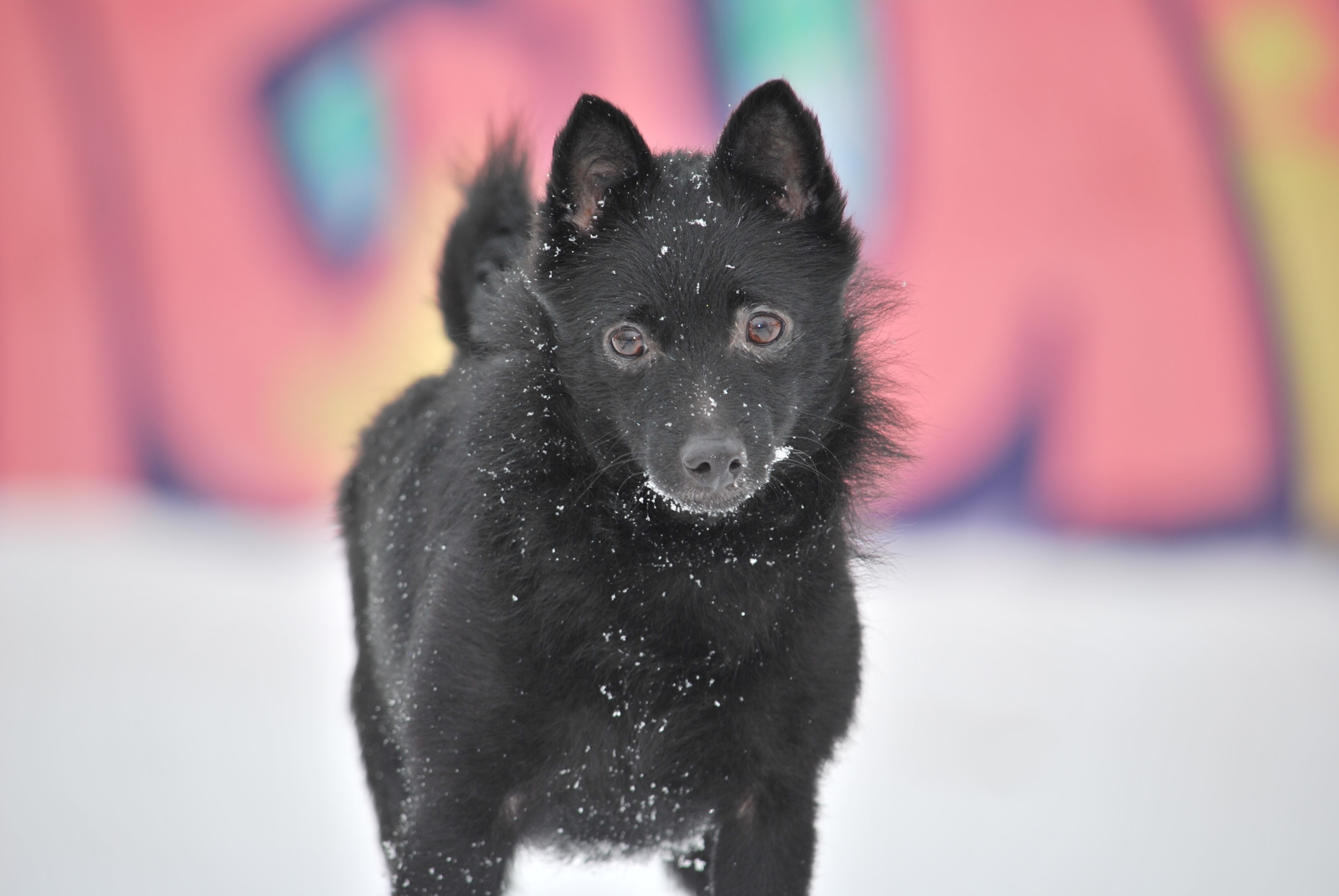 Schipperke - FurLyfe!
