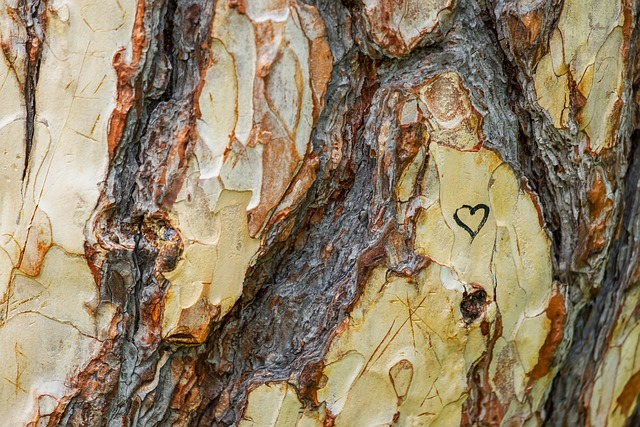 Is My Tree Rotting? 7 Things to Look For