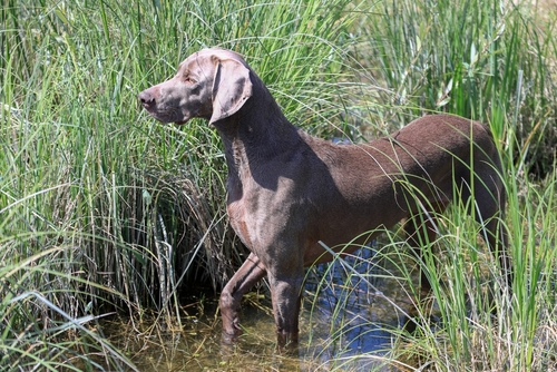 Weimaraner - FurLyfe!