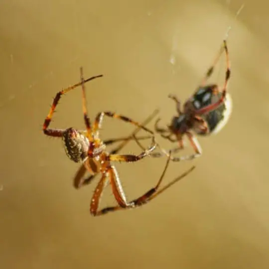 Arachnid Brawls: Can Spiders Fight Each Other? Unveiling Nature's ...