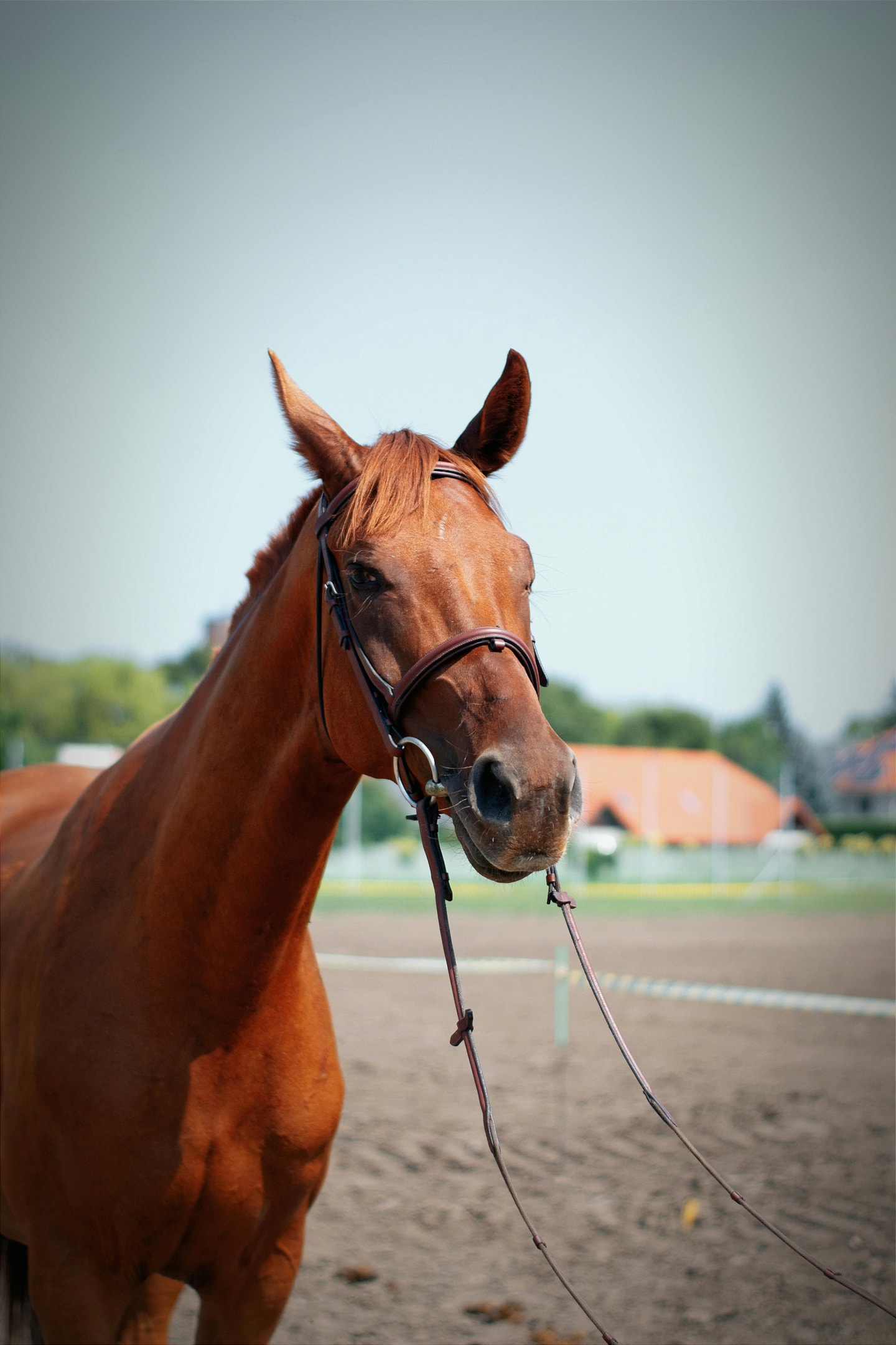 Chestnut Horse Vs Sorrel: What's The Difference? - Strathorn Farm Stables