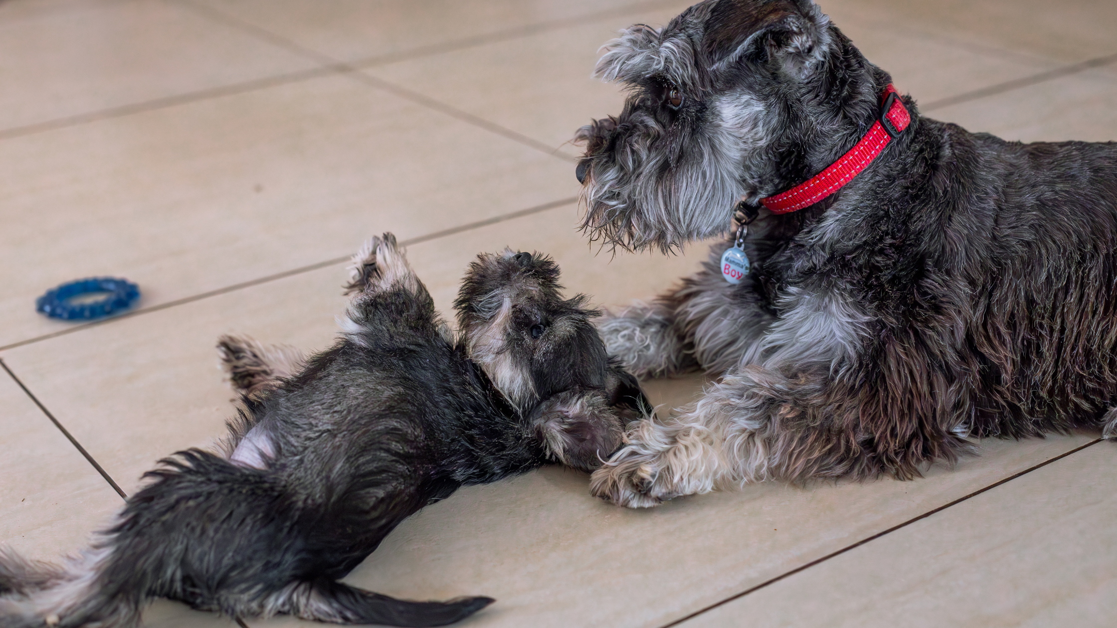 Miniature Schnauzer - FurLyfe!