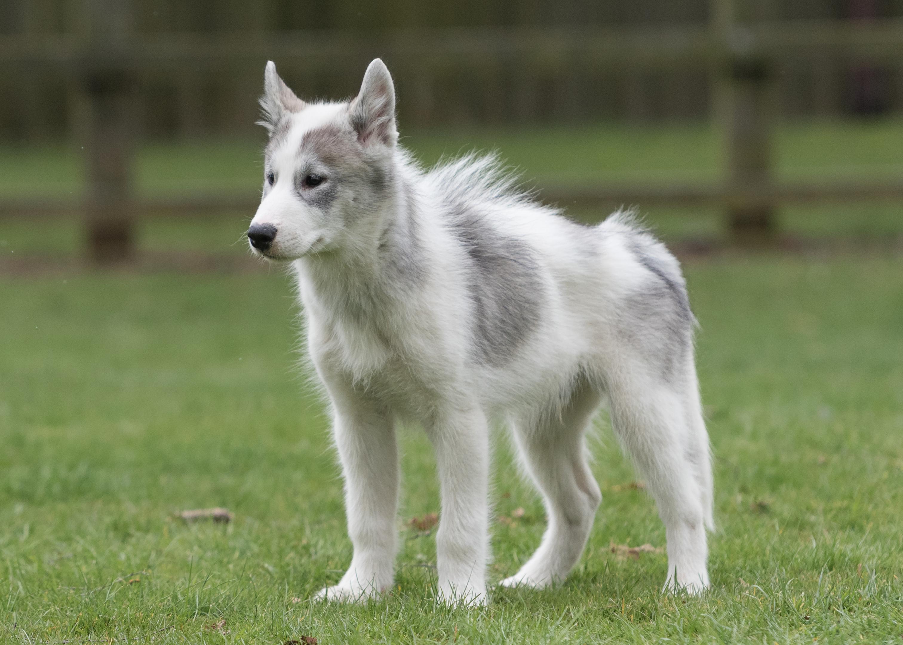 Canadian Eskimo Dog - FurLyfe!
