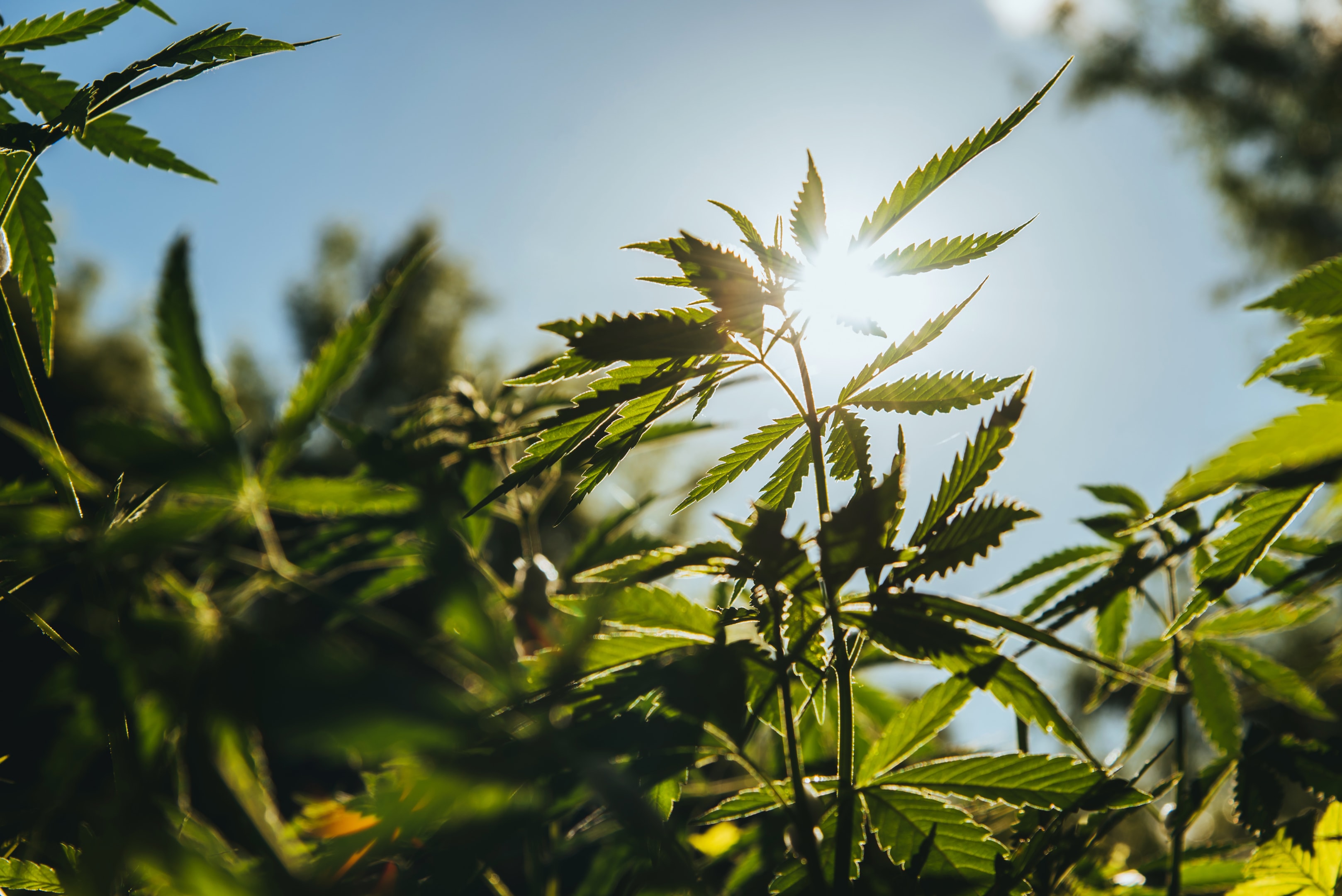 Ohio Cannabis Sales Hit $98 Million in First 2 Months - 3CHI