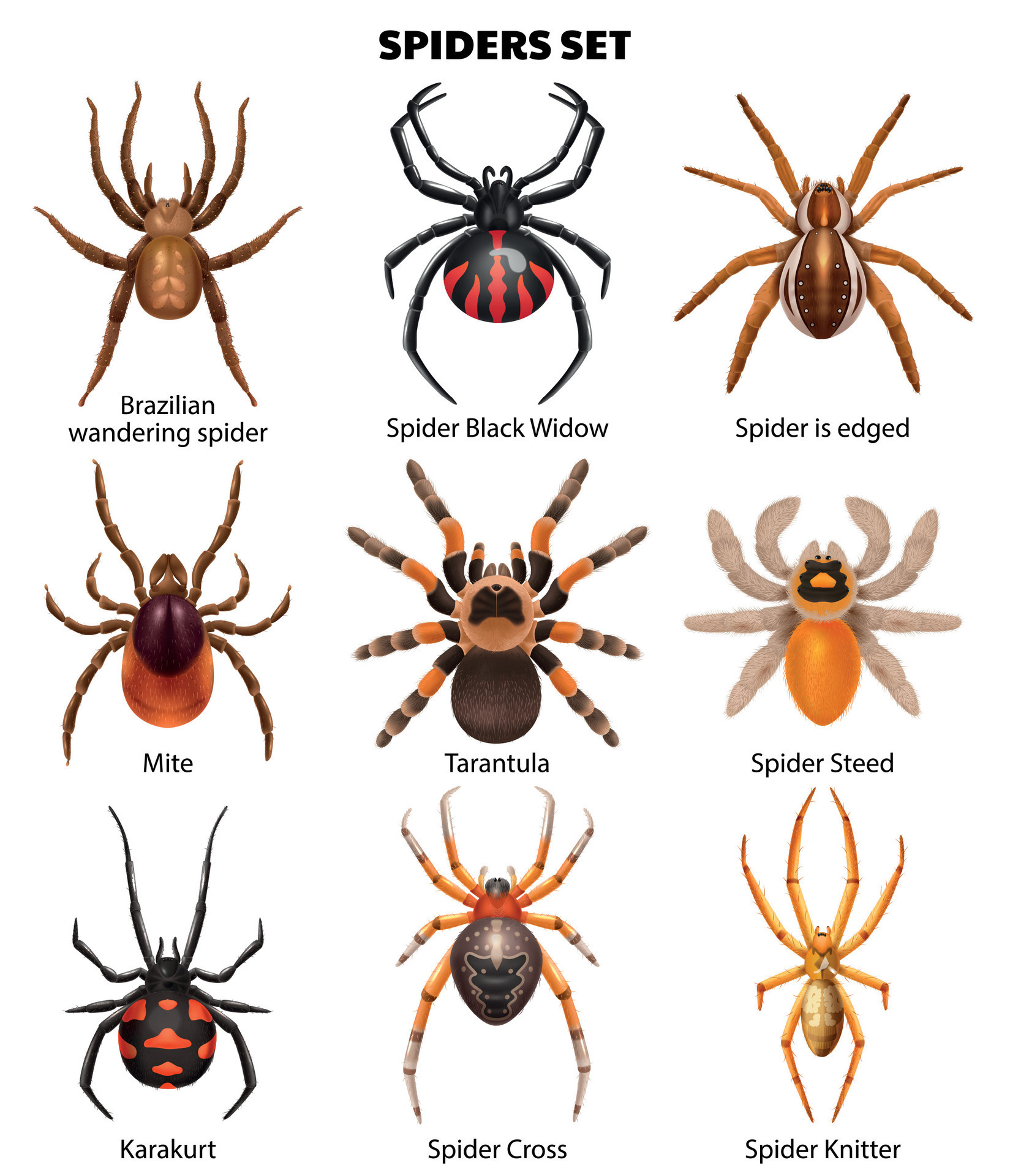 Spider-Free Garage: Expert Tips to Keep Spiders Out!