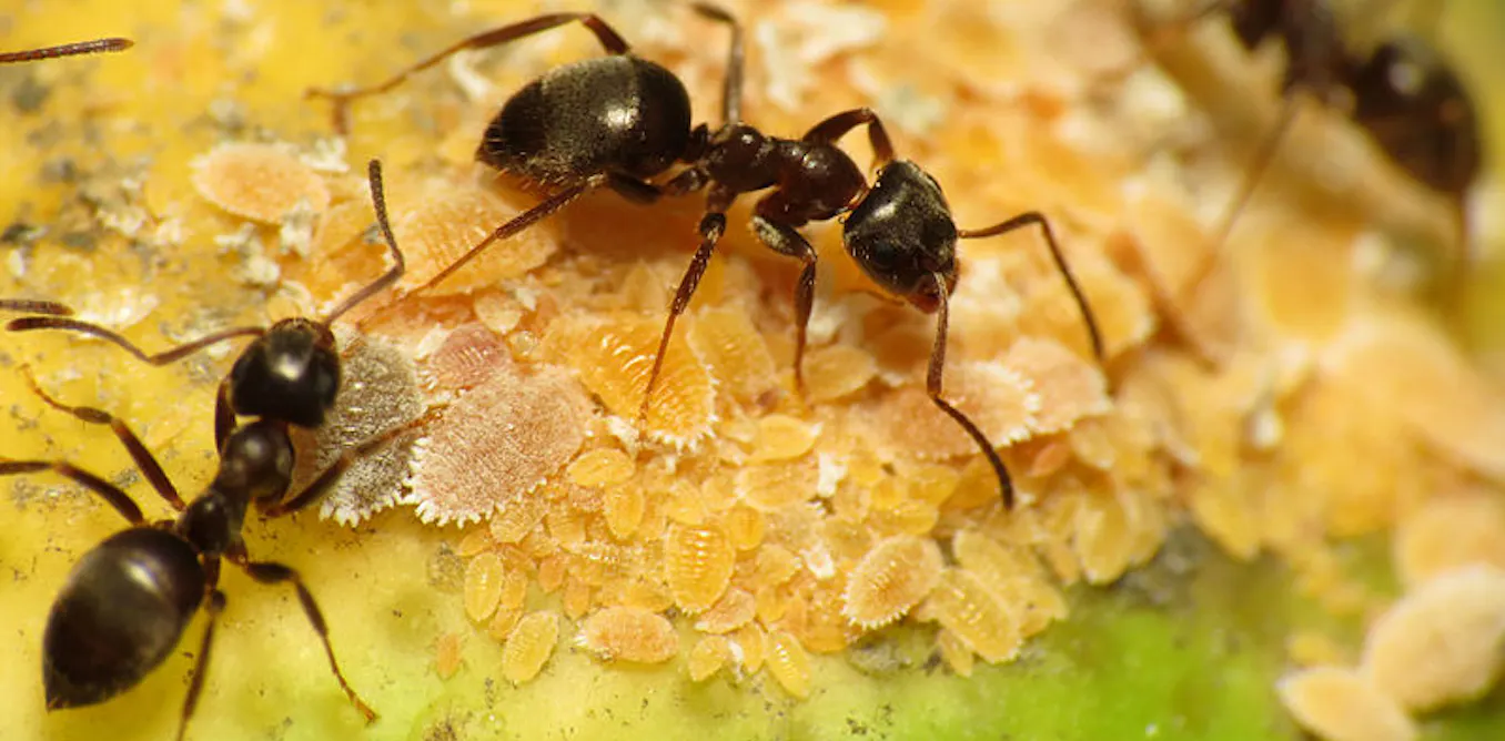Unveiling Secrets: Do Ants Have Eyes? Discover the Intriguing World of ...