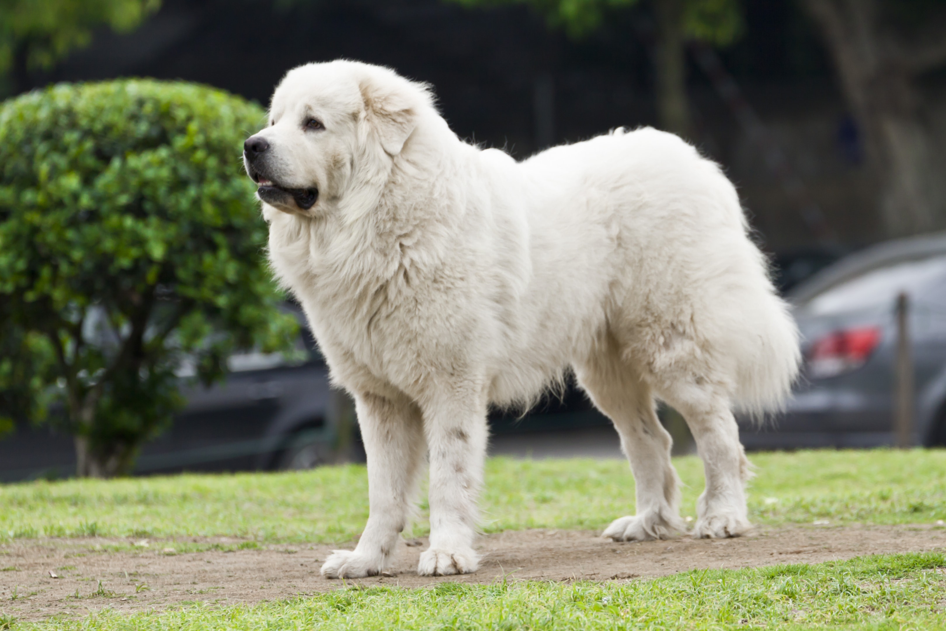 Great Pyrenees - FurLyfe!