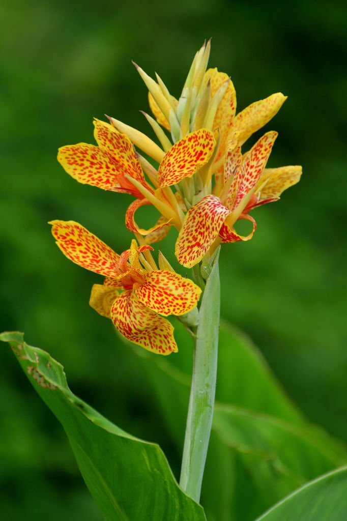 🌹20 Exquisite Flowers that Start with K