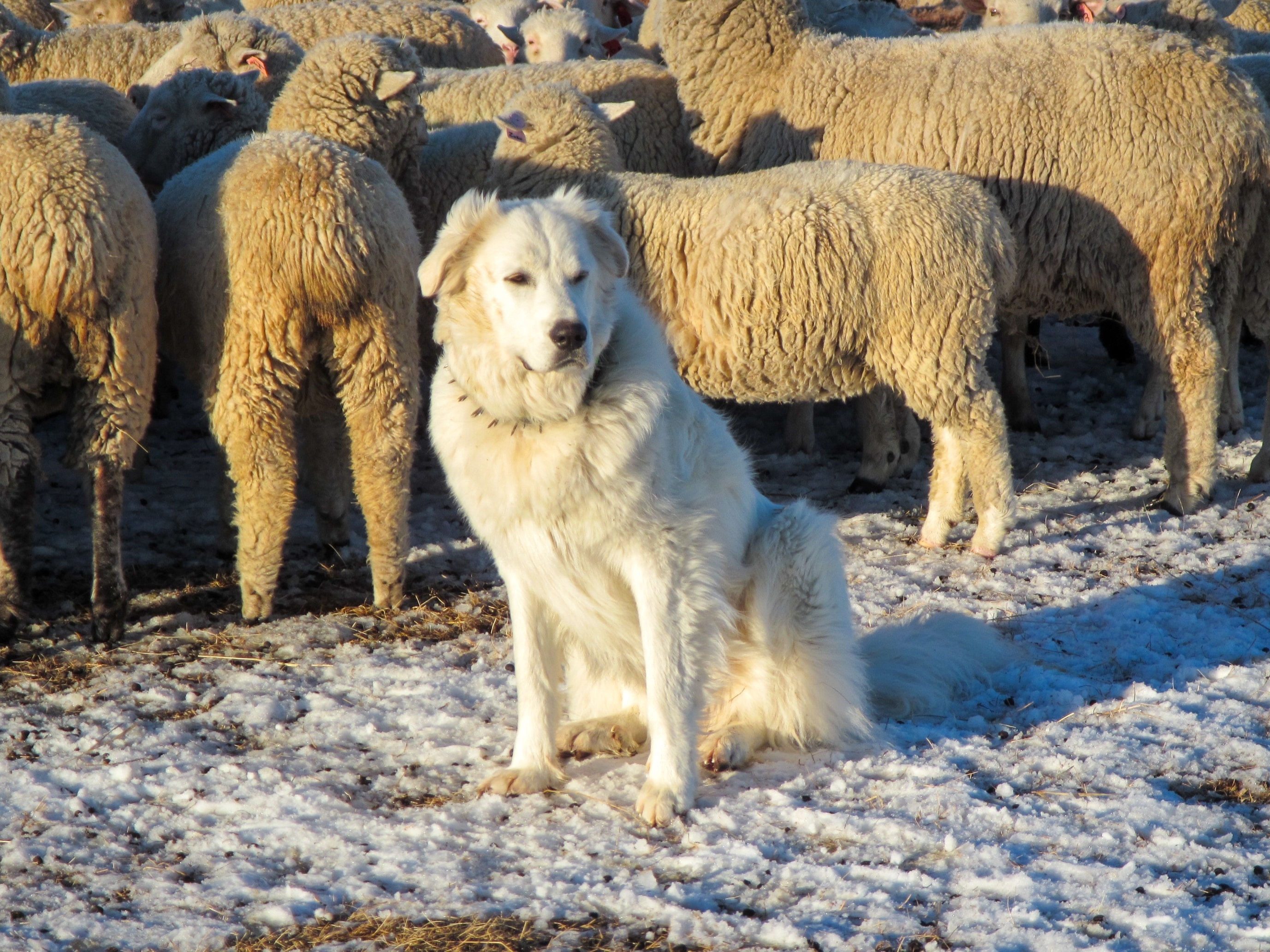 Great Pyrenees - FurLyfe!