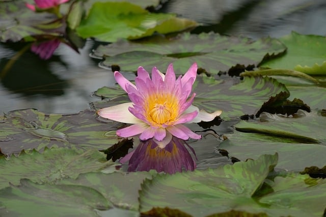 How to plant Water Lily - Ponds Guide