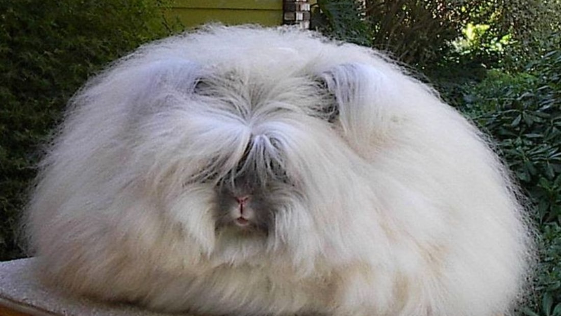 English Angora Rabbit: Care, Breeding, and Ownership - Everbreed