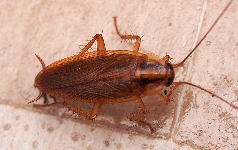 Nevada's Common Cockroaches: Unveiling the Pest Predicament
