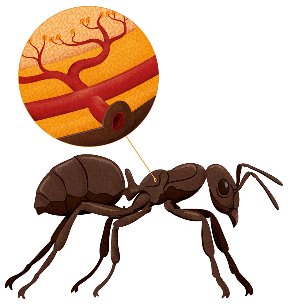 Ants: Surprising Discoveries About Their Respiratory System