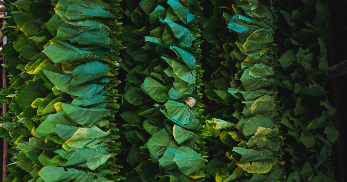 A Comprehensive List Of Psychoactive Plants - 1UpMaps Psychedelics