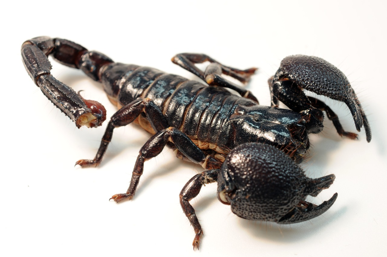 Scorpions as Arachnids: Uncovering Their Fascinating World