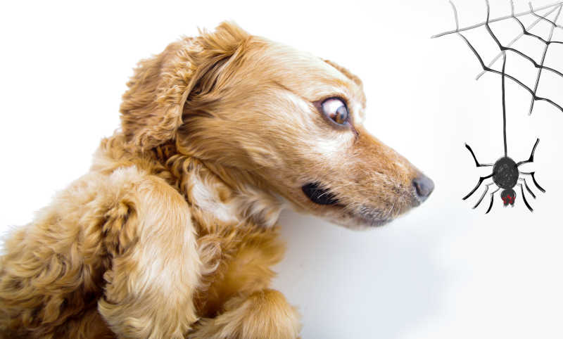 Dog Dietary Dilemma: Can Dogs Safely Consume Spiders?