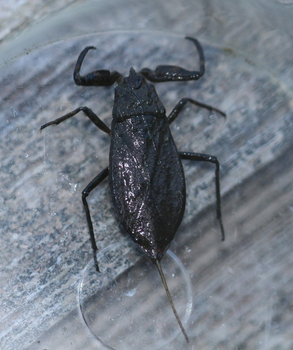 Scorpion Habitat & Distribution: Unveiling Secrets of Enigmatic Realms