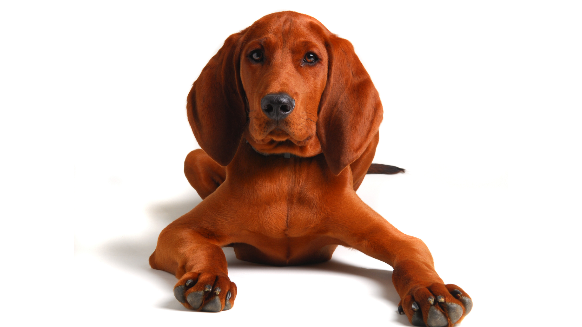 Redbone Coonhound - FurLyfe!