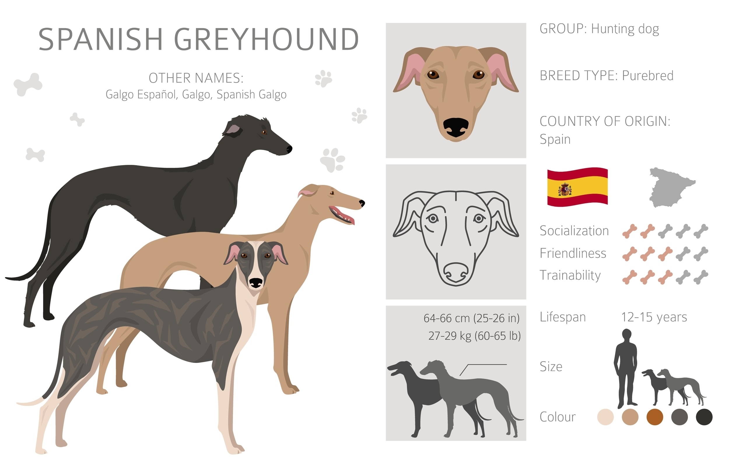 Spanish Greyhound - Dog Breed Information & Characteristics - FurLyfe!