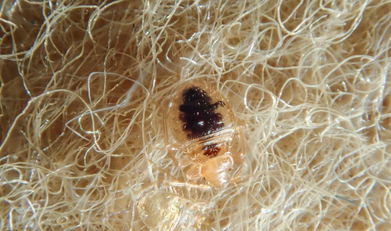 Bat Bugs vs Bed Bugs: Telling Apart Similar Looking Pests Bat Bugs vs Bed Bugs: Telling Apart Similar Looking Pests