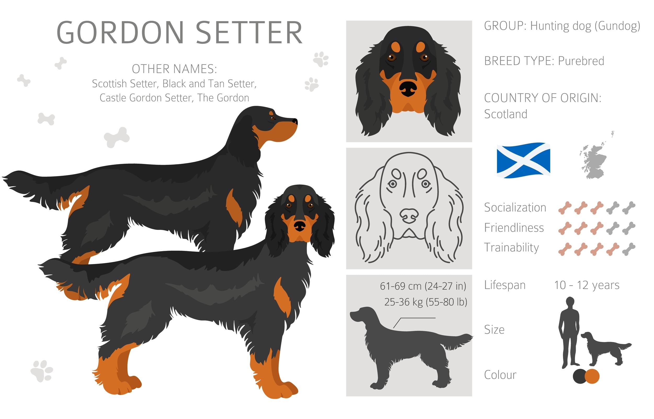 Gordon Setter - FurLyfe!