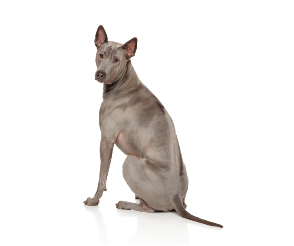 Thai Ridgeback - FurLyfe!