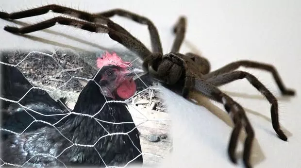 Intriguing Insight: Can Chickens Consume Spiders?