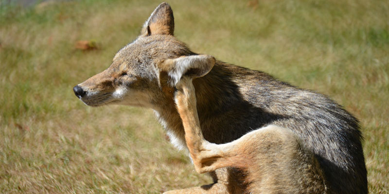 Wildlife as Flea Carriers: Unveiling the Hidden Risk