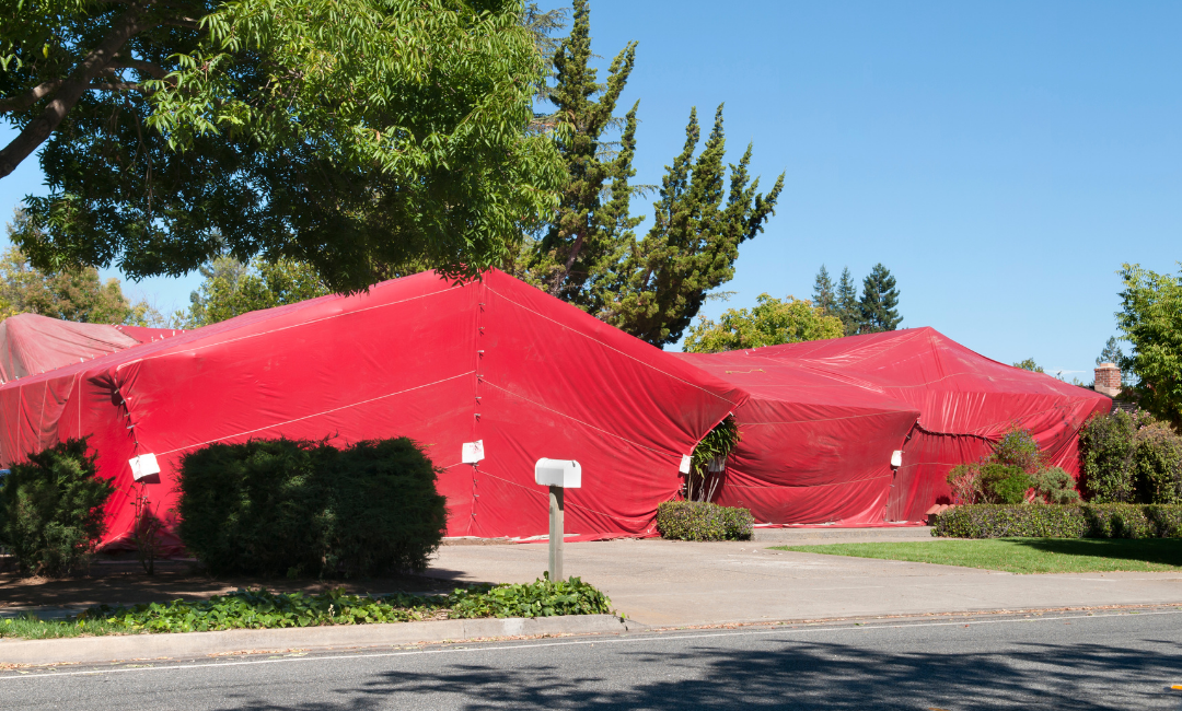 Termite Tenting Cost | A Complete Guide for Homeowners