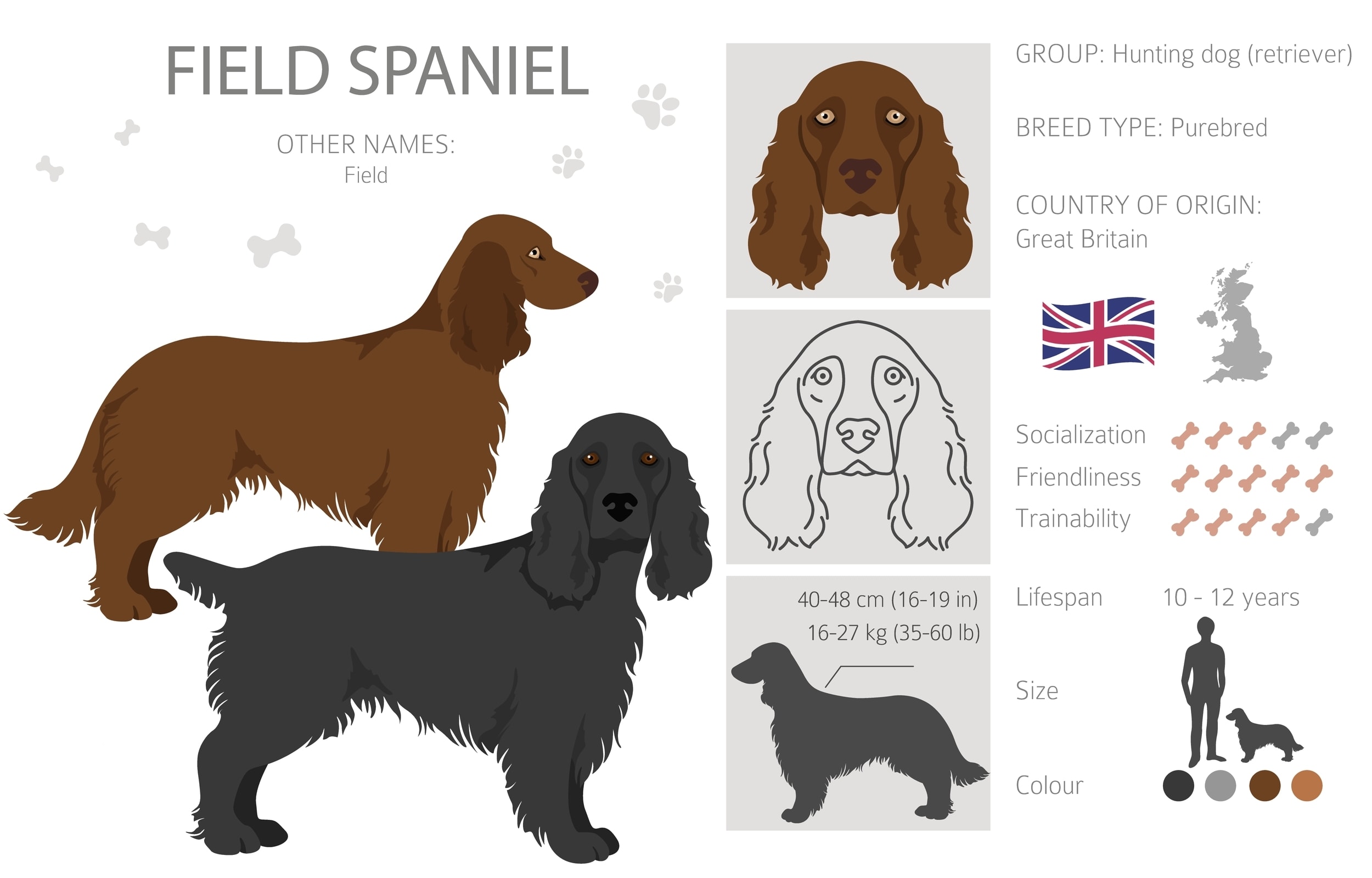 Field Spaniel - FurLyfe!