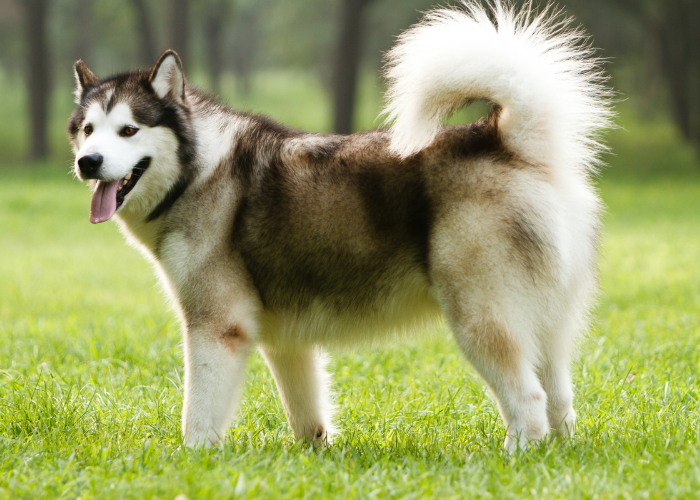 23 Cold Weather Dog Breeds (That Love Snow and Winter!)