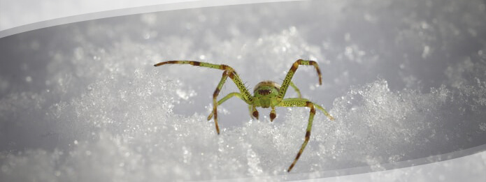 Are Spiders Cold-Blooded? Exploring the Thermoregulation of Arachnids