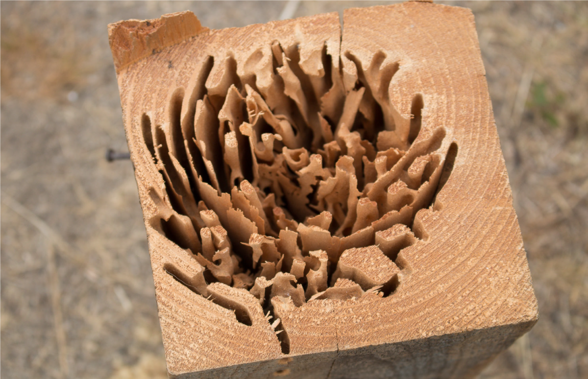 Unveiling Carpenter Ant Nests: A Detailed Exploration