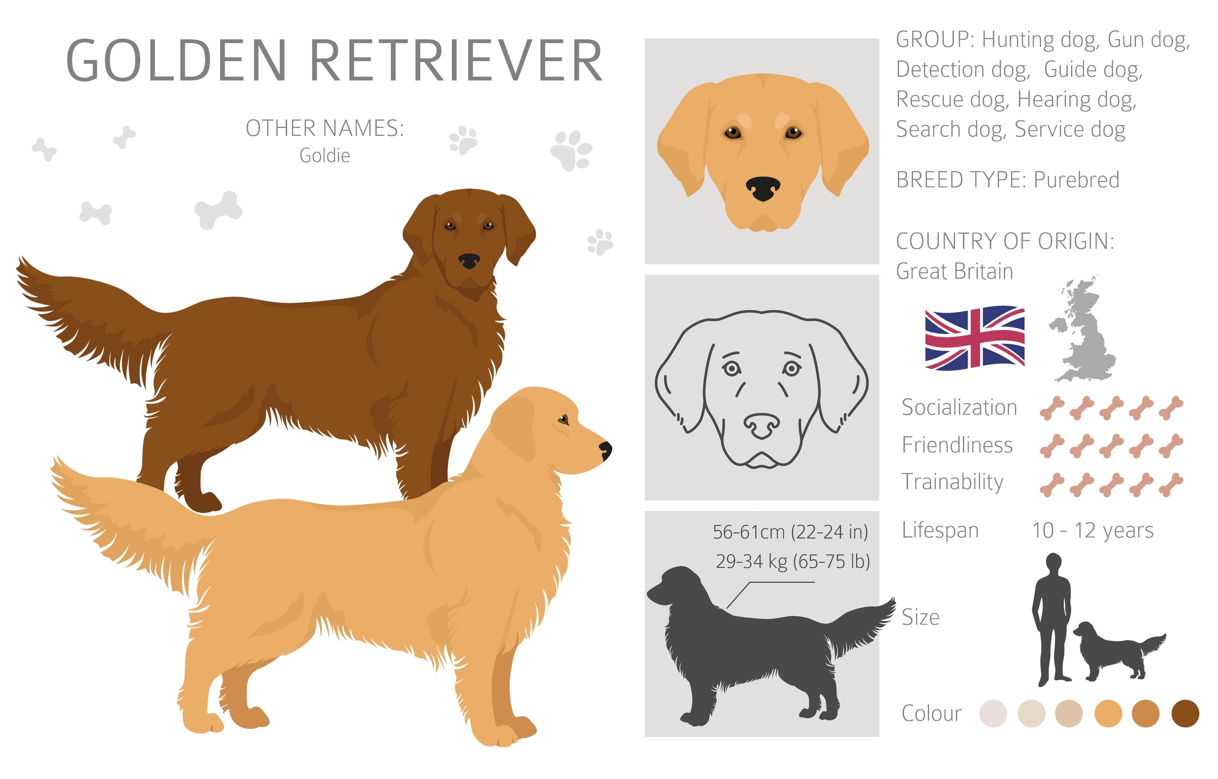 Golden Retriever - FurLyfe!