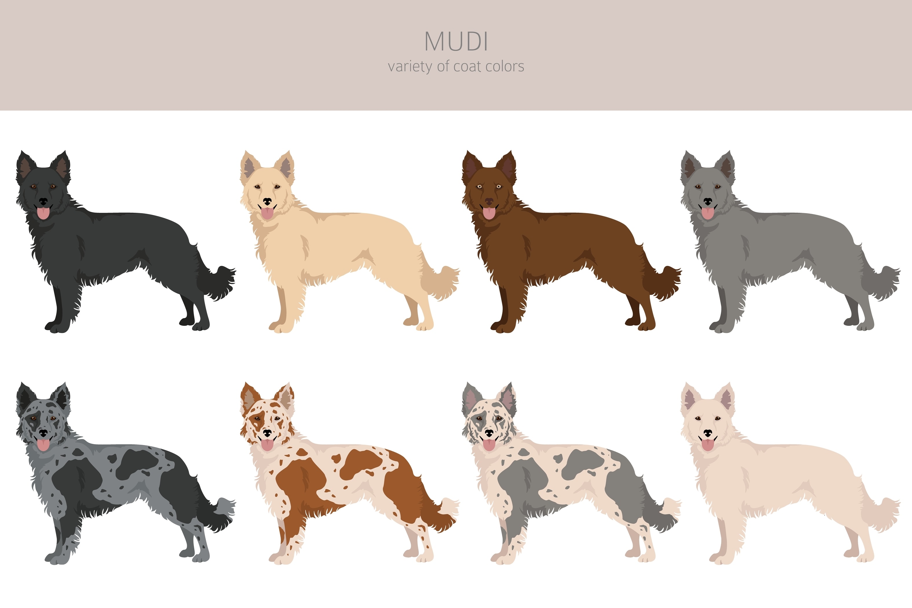 Mudi - FurLyfe!