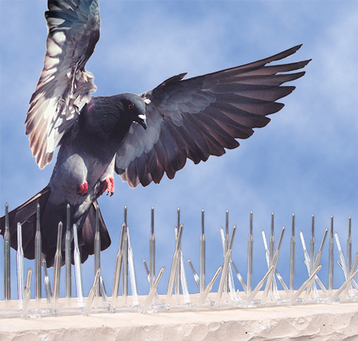Pigeon-Proofing Bird Feeders: Effective Strategies for Deterrence