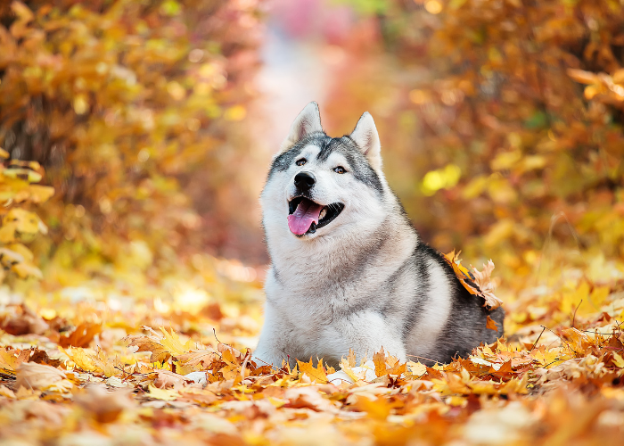 23 Cold Weather Dog Breeds (That Love Snow and Winter!)