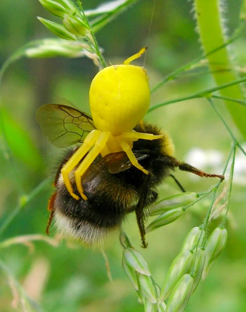Arachnids Unleashed: Do Spiders Really Devour Bees?
