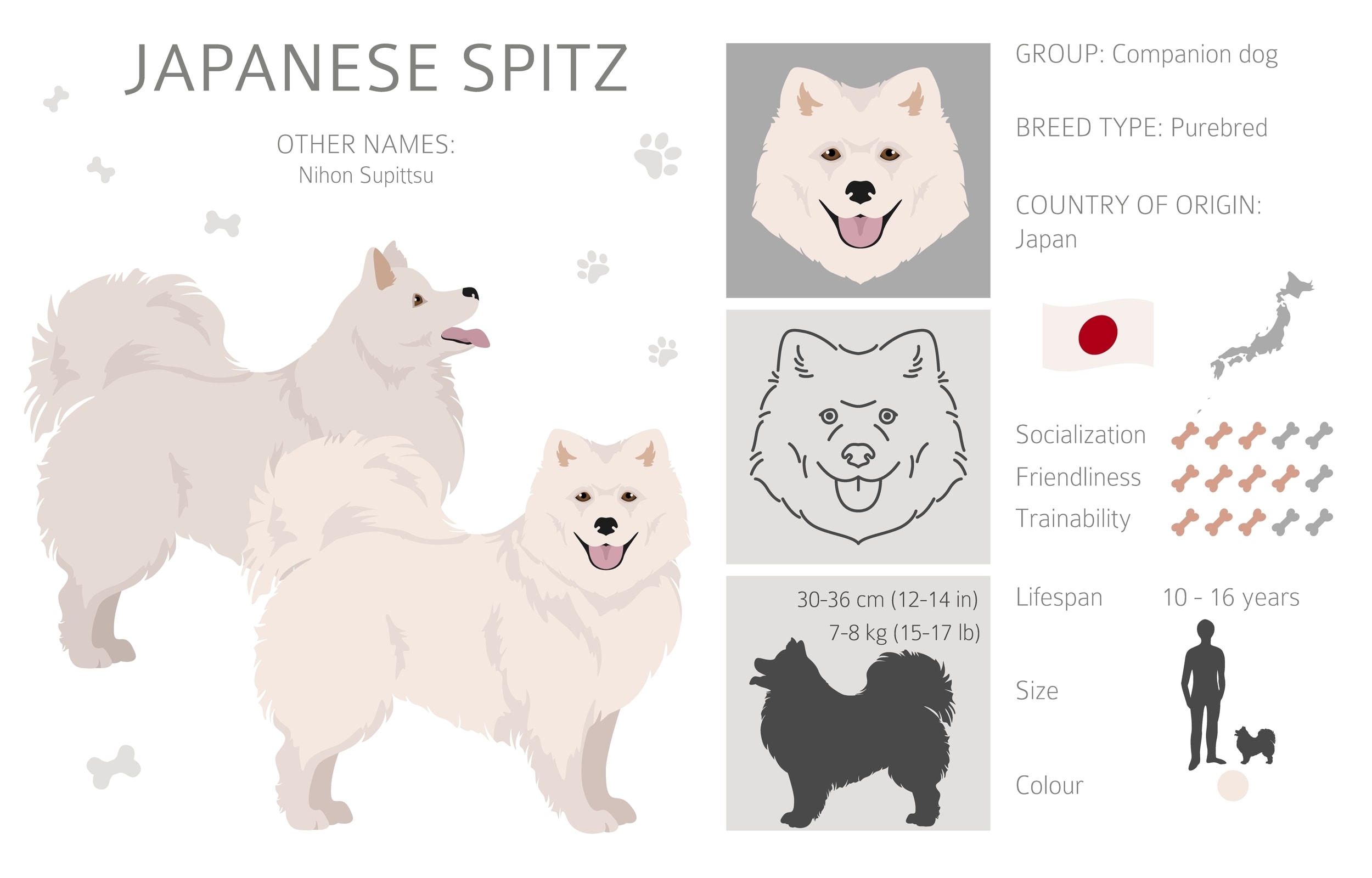 Japanese Spitz - FurLyfe!