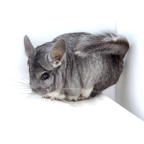 Chinchilla Breeds: Everything You Need to Know About These Adorable ...