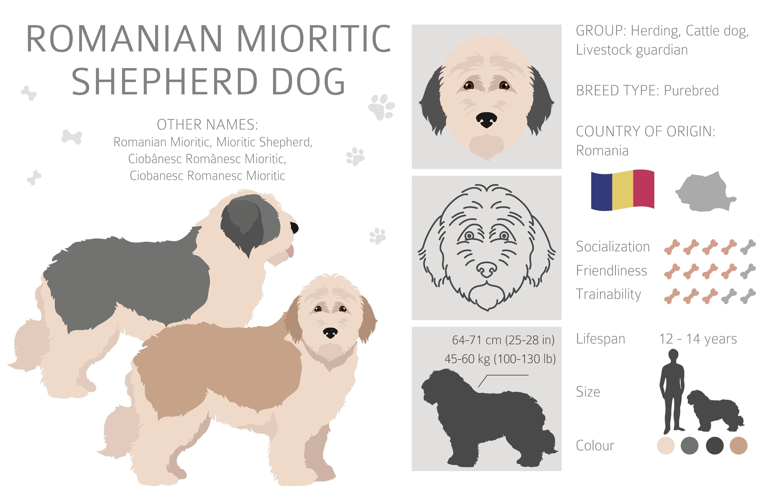 Romanian Mioritic Shepherd Dog - FurLyfe!