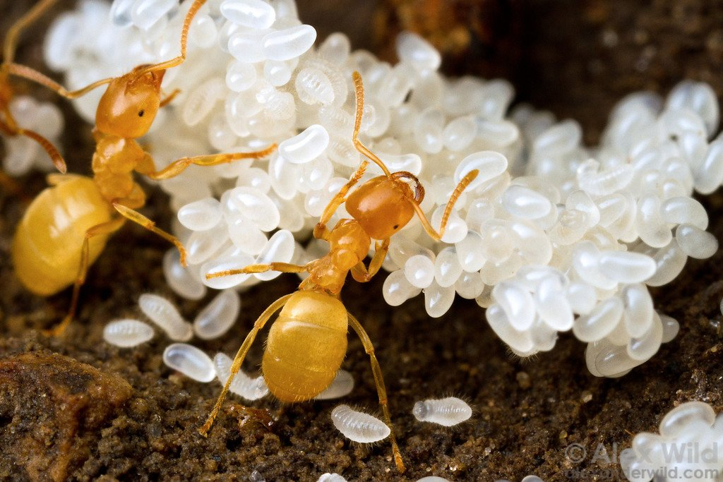 Unveiling the Splendor: Exploring the Awe-Inspiring Appearance of a Queen Ant