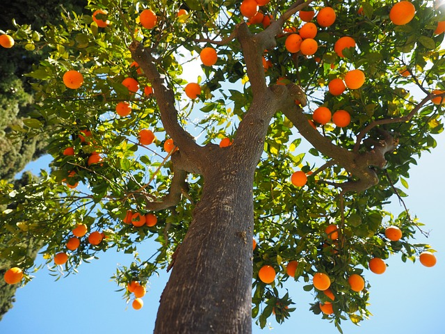 12 of the Best Types of Fruit Trees to Plant in Central Florida ...