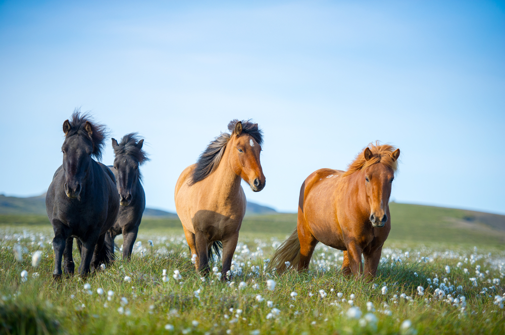 Best Horse Breeds for Trail Riding - Everday Equine