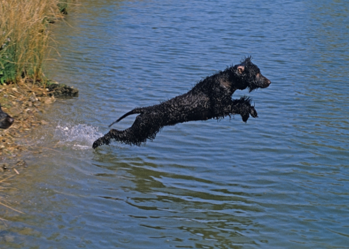 22 Captivating Yellow Eyed Dog Breeds (With Photos)